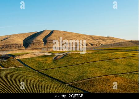 USA, Washington State, Red Mountain. Moring sun on row of Cabernet ...