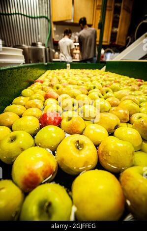 USA, Washington State, Woodinville. Apple cider production at Off the ...