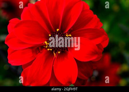 Dahlia ‘Happy Single Romeo Red’ Single-flowered dahlia Group 1 Single ...
