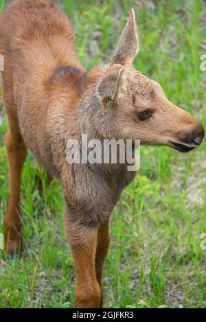 Grand Teton National Park, newborn moose calf, Wyoming Stock Photo - Alamy