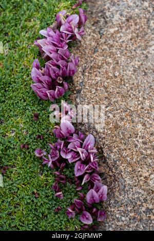 Dwarf Clover (Trifolium nanum Stock Photo - Alamy