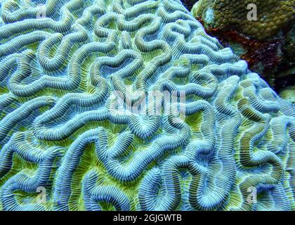 Brain coral found in shallow reefs is a common name of various corals ...