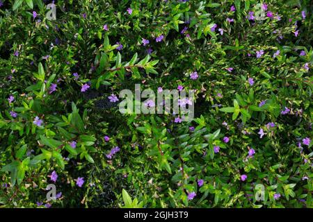 Cuphea hyssopifolia 'Floriglory Selena' Stock Photo - Alamy