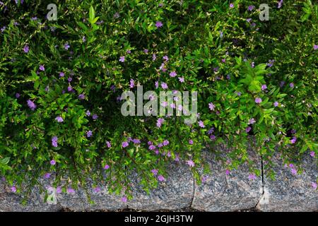 Cuphea hyssopifolia 'Floriglory Selena' Stock Photo - Alamy