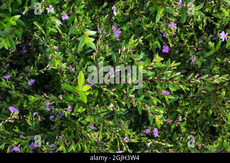 Cuphea hyssopifolia 'Floriglory Selena' Stock Photo - Alamy
