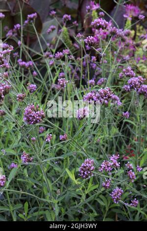 Verbena Bonariensis - Buenos Aires (Purple Vervain) purple flower head ...