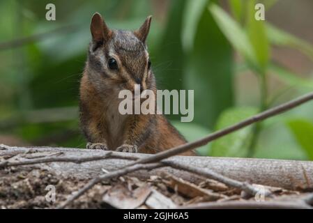 Sonoma chipmunk (Tamias sonomae) in the Muir Woods National Monument ...