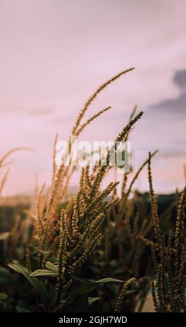The bright sun rays of the sunset coming from between the thick tree ...