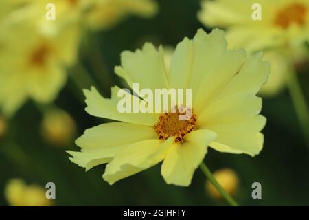 Beautiful yellow flowers Coreopsis lanceolata. Taken in the Early ...