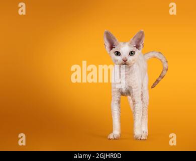 Orange devon rex cat with big ears on white background Stock Photo - Alamy