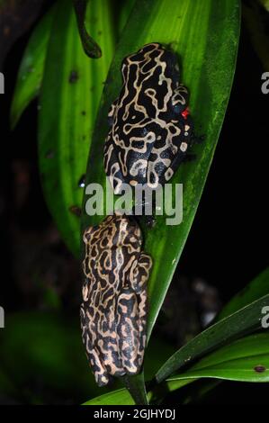 Riggenbach's reed frog (Hyperolius riggenbachi) captive, occurs in ...