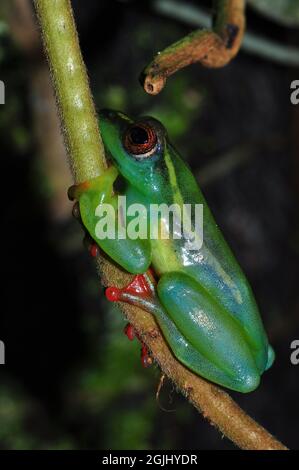 Riggenbachs Riedfrosch, Männchen, Riggenbach's reed frog, male ...