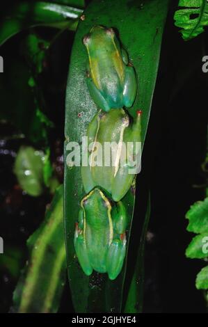 Riggenbachs Riedfrosch, Männchen, Riggenbach's reed frog, male ...