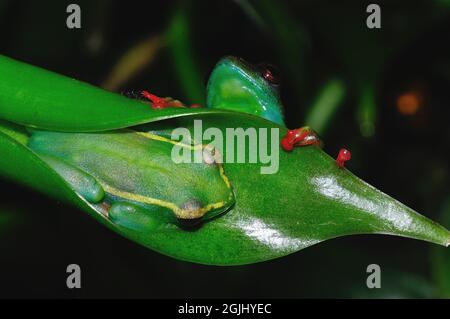 Riggenbach’s reed frog (Hyperolius hieroglyphicus) in a leaf. Origin ...
