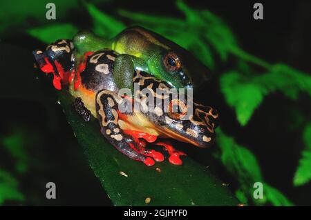 Riggenbachs Riedfrosch, Paar, Riggenbach's reed frog, couple ...