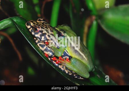 Riggenbachs Riedfrosch, Paar, Riggenbach's reed frog, couple ...