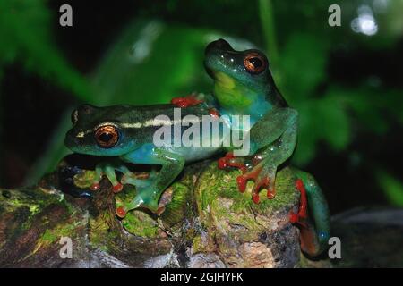 Riggenbachs Riedfrosch, Männchen, Riggenbach's reed frog, male ...