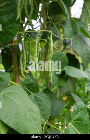 Blue Lake French Climbing Beans Stock Photo - Alamy