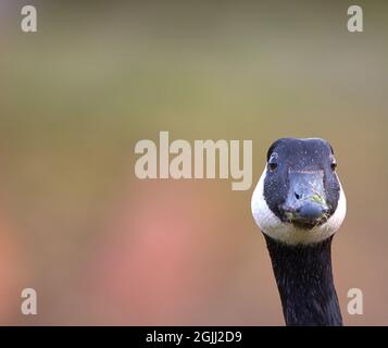 The Staring Face and Eyes of a Canada Goose Bird Stock Photo - Alamy