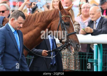 Stradivarius meets the public as he walks around the parade ring Stock ...