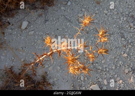 Warm evening sunlight on a Cyprian Donkey Thistle (onopordum cyprium ...