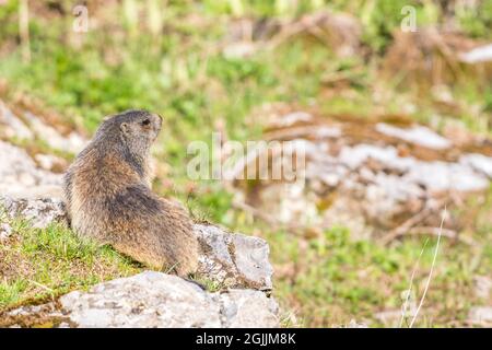 Alpine Marmot Marmota Marmota Switzerland Alps Mountains Stock Photo ...
