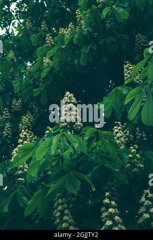 close-up view of beautiful chestnut tree with bright green leaves ...