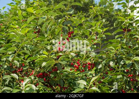 Harvesting of ripe organic sour kriek cherry in Belgium Stock Photo - Alamy