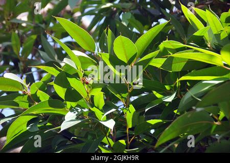 swamp mahogany or swamp messmate, Eukalypte, Eucalyptus robusta ...