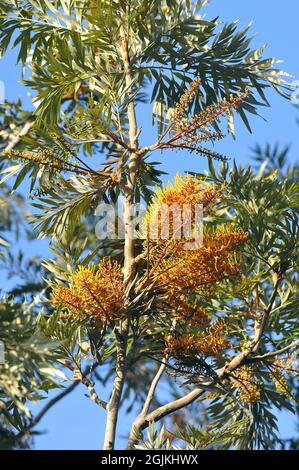 flowers of Grevillea robusta, silk oak, isolated on white background ...