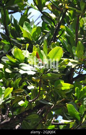 mammee, mammee apple, mamey, mamey apple, Santo Domingo apricot ...