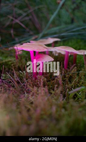 magical glowing mushroom Stock Photo - Alamy