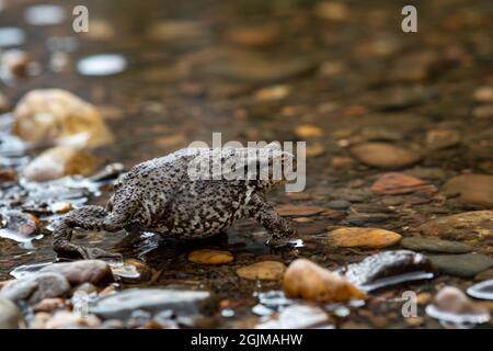 gray european toad walking in shallow water close-up outdoor Stock ...