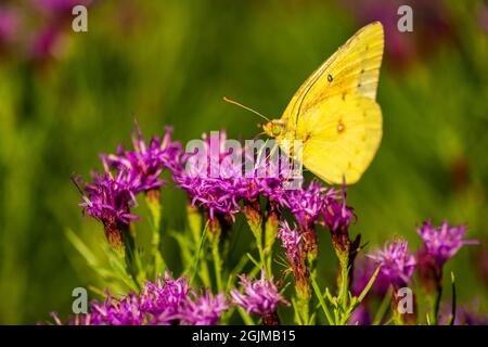 An orange sulphur butterfly, also known as alfalfa butterfly ...