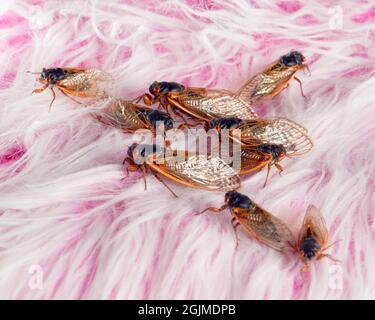 Brood V is a group of 17-year periodical cicadas that emerge in ...