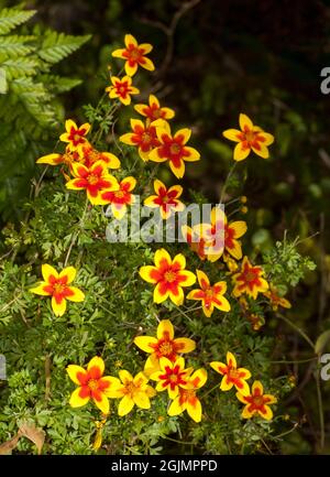 Apache beggarticks, beggar-ticks, Bidens ferulifolia, Coreopsis ...