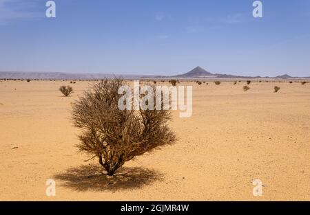 A desert landscape with acacia trees and shrubs, Saudi Arabia Stock ...