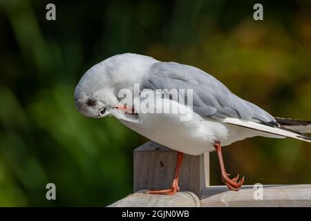 A gull with a deformed foot Stock Photo - Alamy