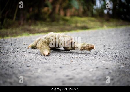 Selective focus on a sloth crossing a tropical road. Wildlife in Costa ...