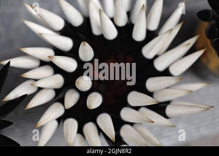 Chinese mao bi inkbrushes-paintbrushes for calligraphy-painting-other ...