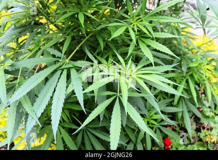 Cannabis Leaves on Marijuana Plant, Concept breeding of marijuana ...