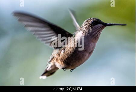Rufous Hummingbird hovers over the feeder Stock Photo - Alamy