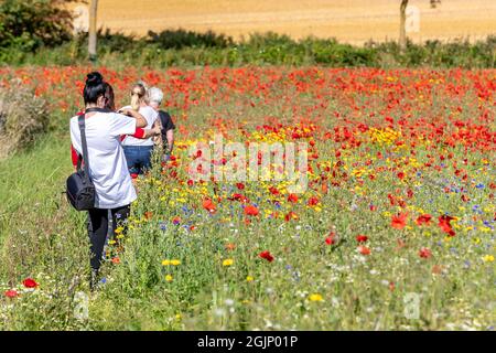 Creaton, Northamptonshre, UK. Weather. 11th September 2021. Wild flower ...