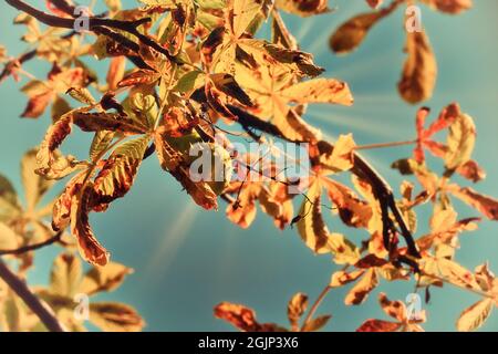 Symbol of Kiev horse chestnut branch in Ukraine Stock Photo - Alamy