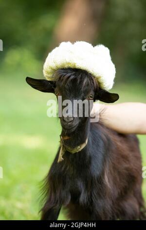 A funny dwarf goat with a white cap on its head. Humor during the New ...