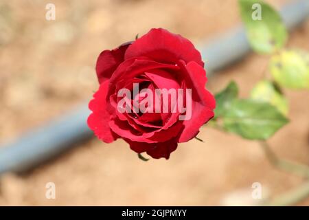 A beautiful partially bloomed red rose isolated on white background ...