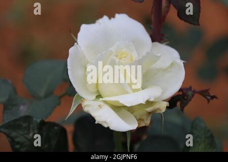 Beautiful cream color rose blooming in a garden Stock Photo - Alamy
