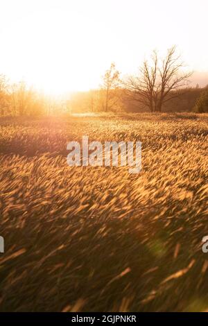 Grainfield at sunset with the sun behind it Stock Photo - Alamy