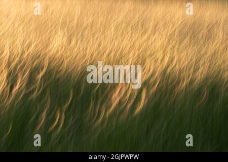 Motion blur grainfield at sunset with the sun behind it Stock Photo - Alamy