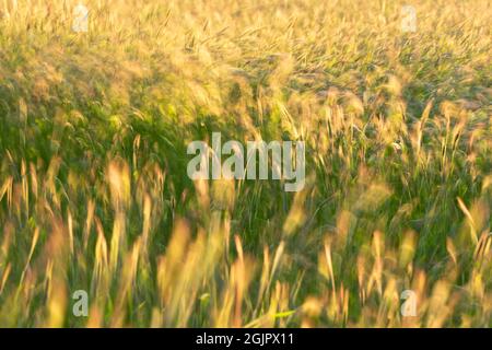 Motion blur grainfield at sunset with the sun behind it Stock Photo - Alamy